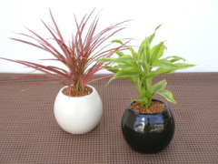 AS3509 モノトーンボール｜ハナスタが提供する切花の画像検索サイト